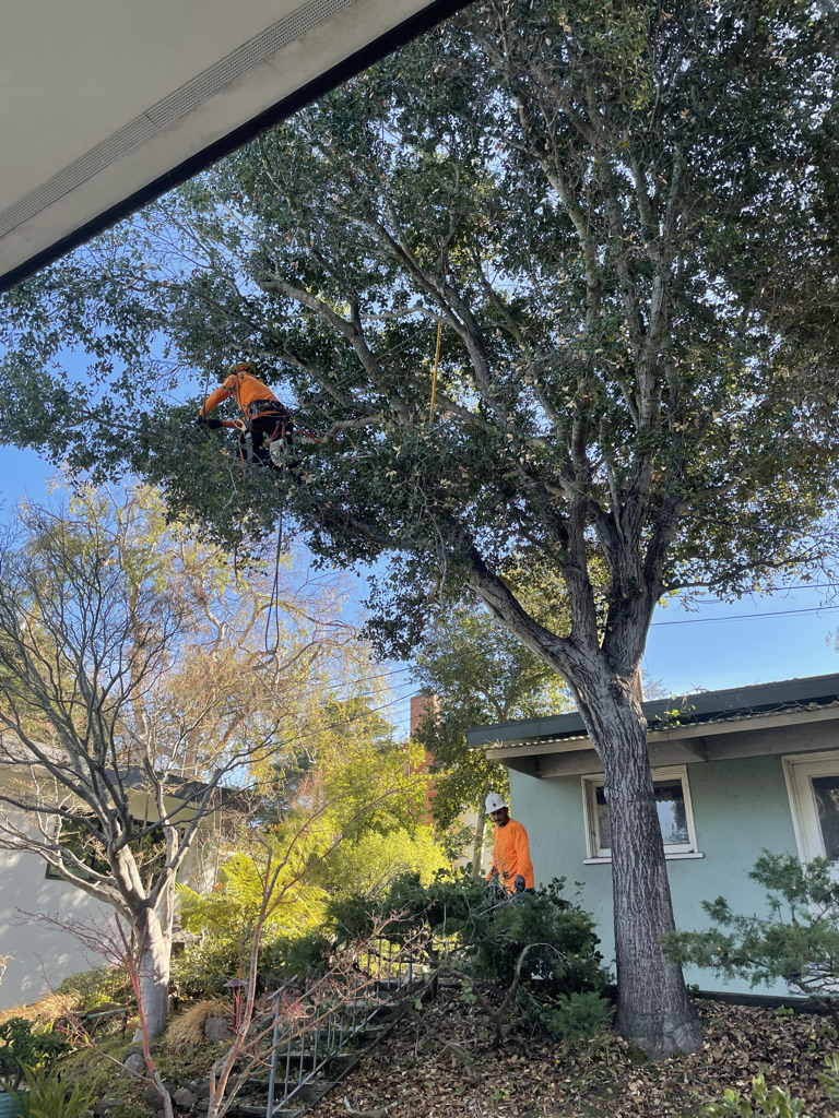 Carlos Tree Service – 覺醒的女人最美