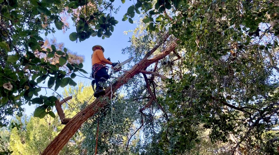 Carlos Tree Service – 覺醒的女人最美